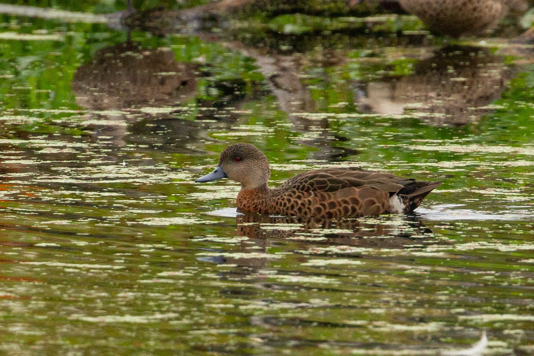 Grey x Chestnut Teal (hybrid) - eBird