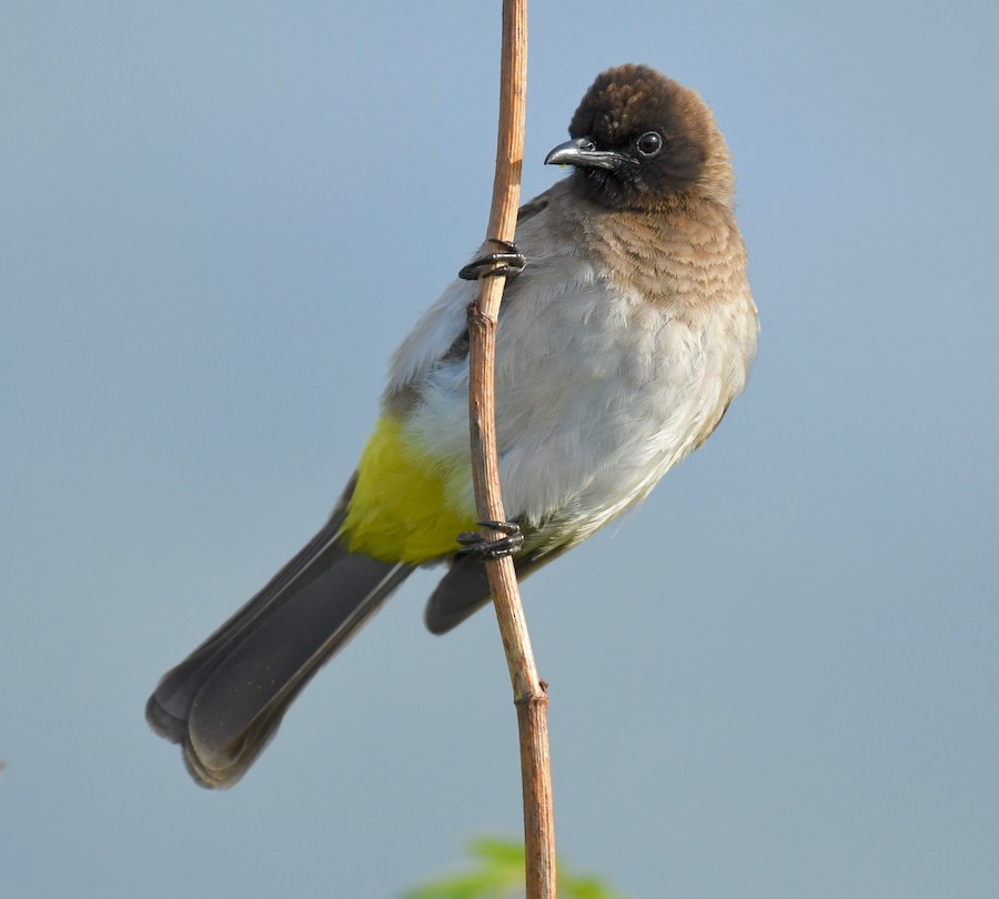 Common Bulbul (Dark-capped) - eBird