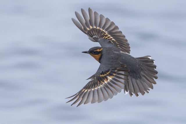 Thrush Bird Flying