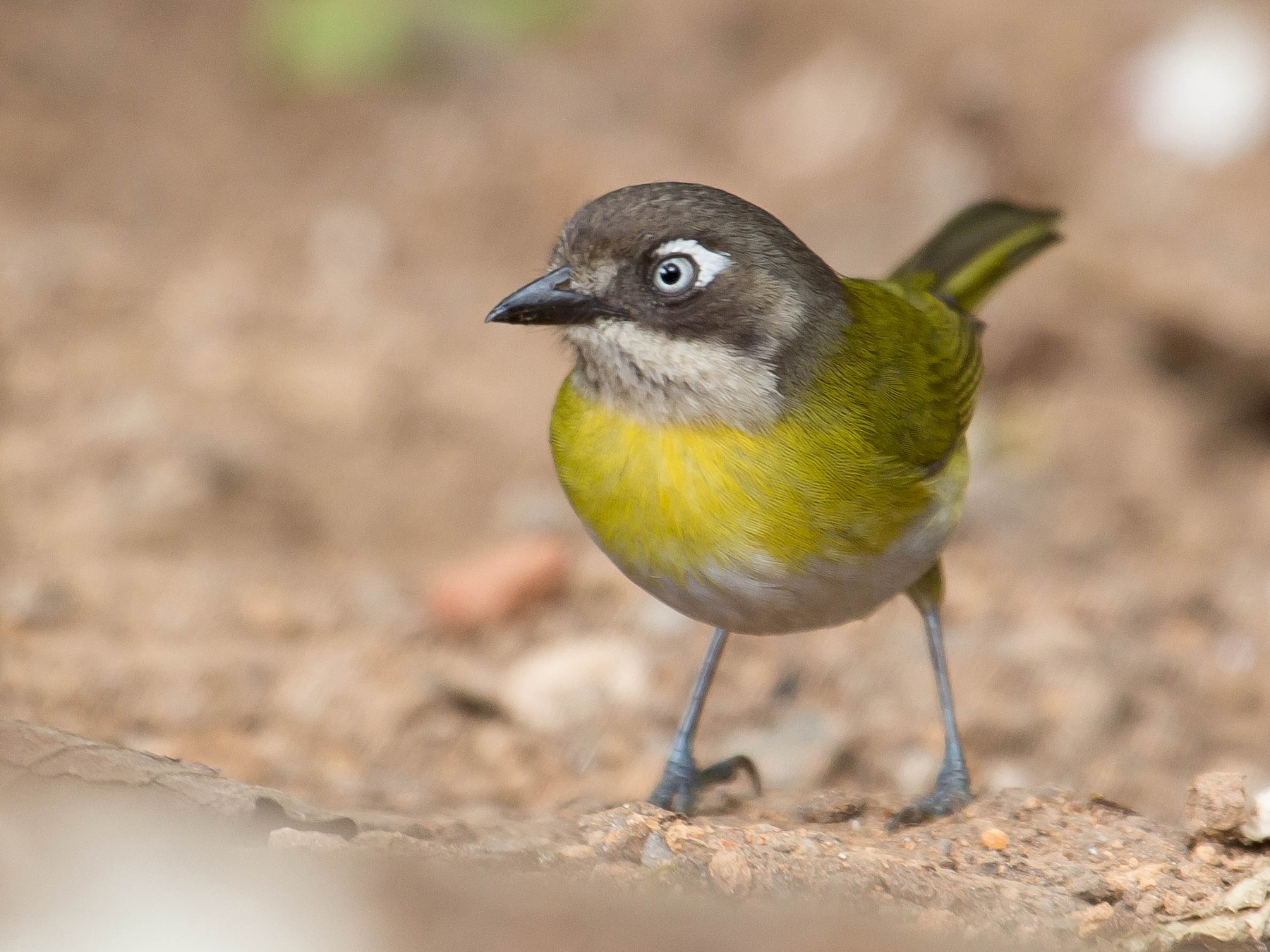 Common Chlorospingus - eBird