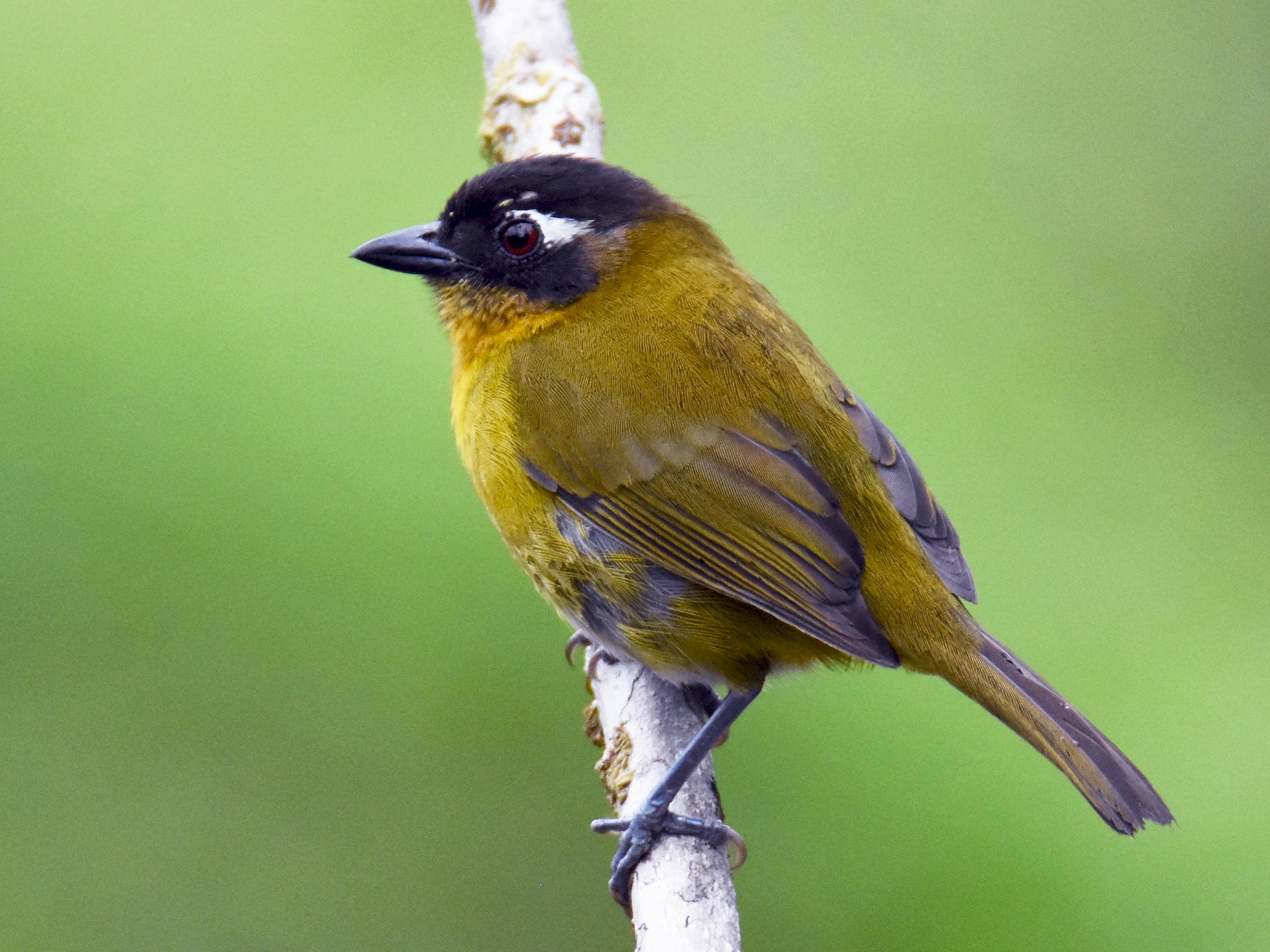 Common Chlorospingus - eBird