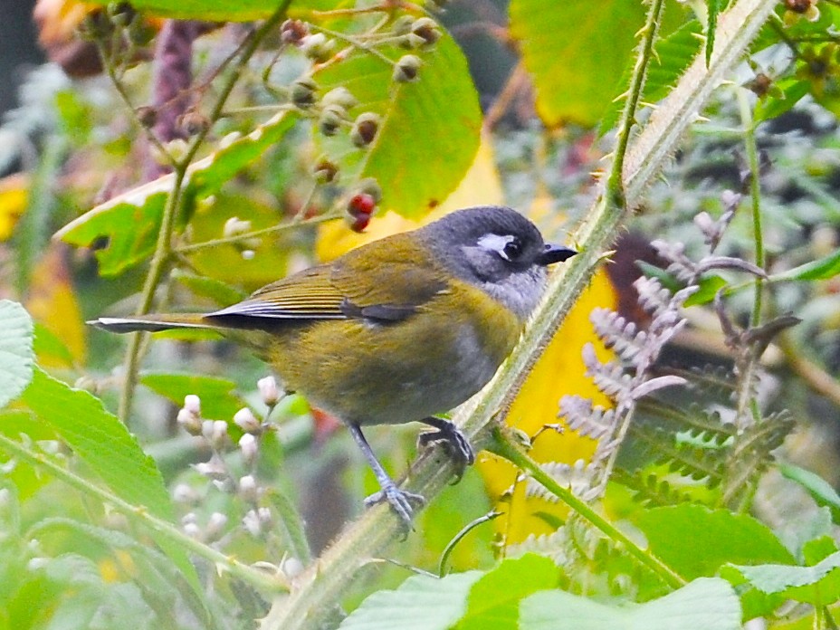 Common Chlorospingus - eBird