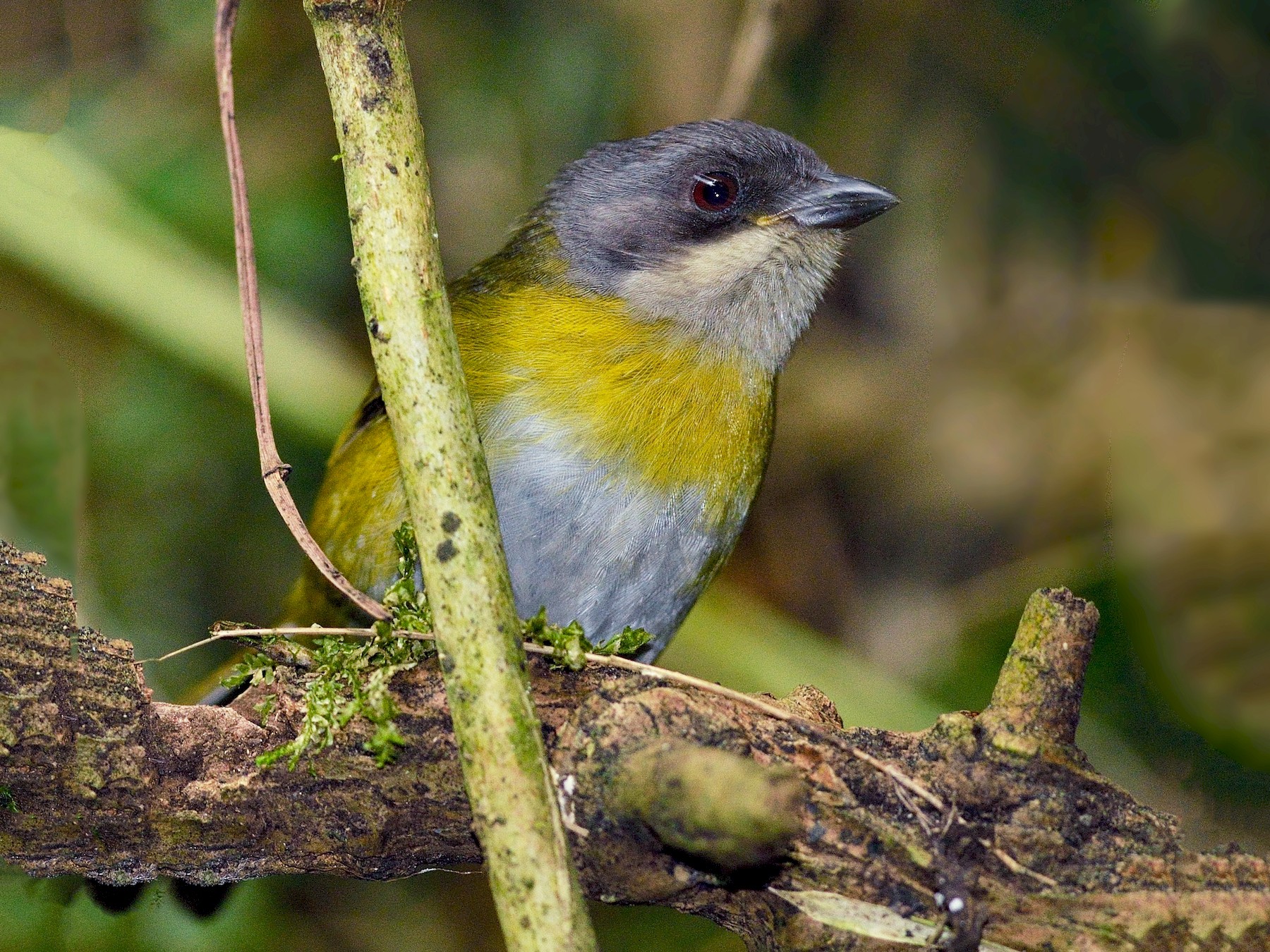 Common Chlorospingus - eBird