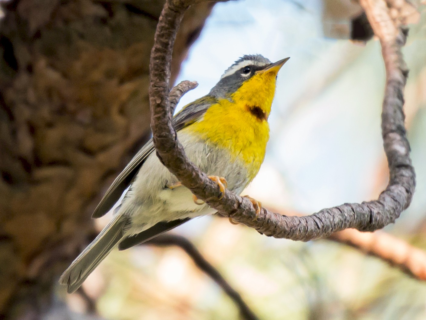 Crescent-chested Warbler - eBird