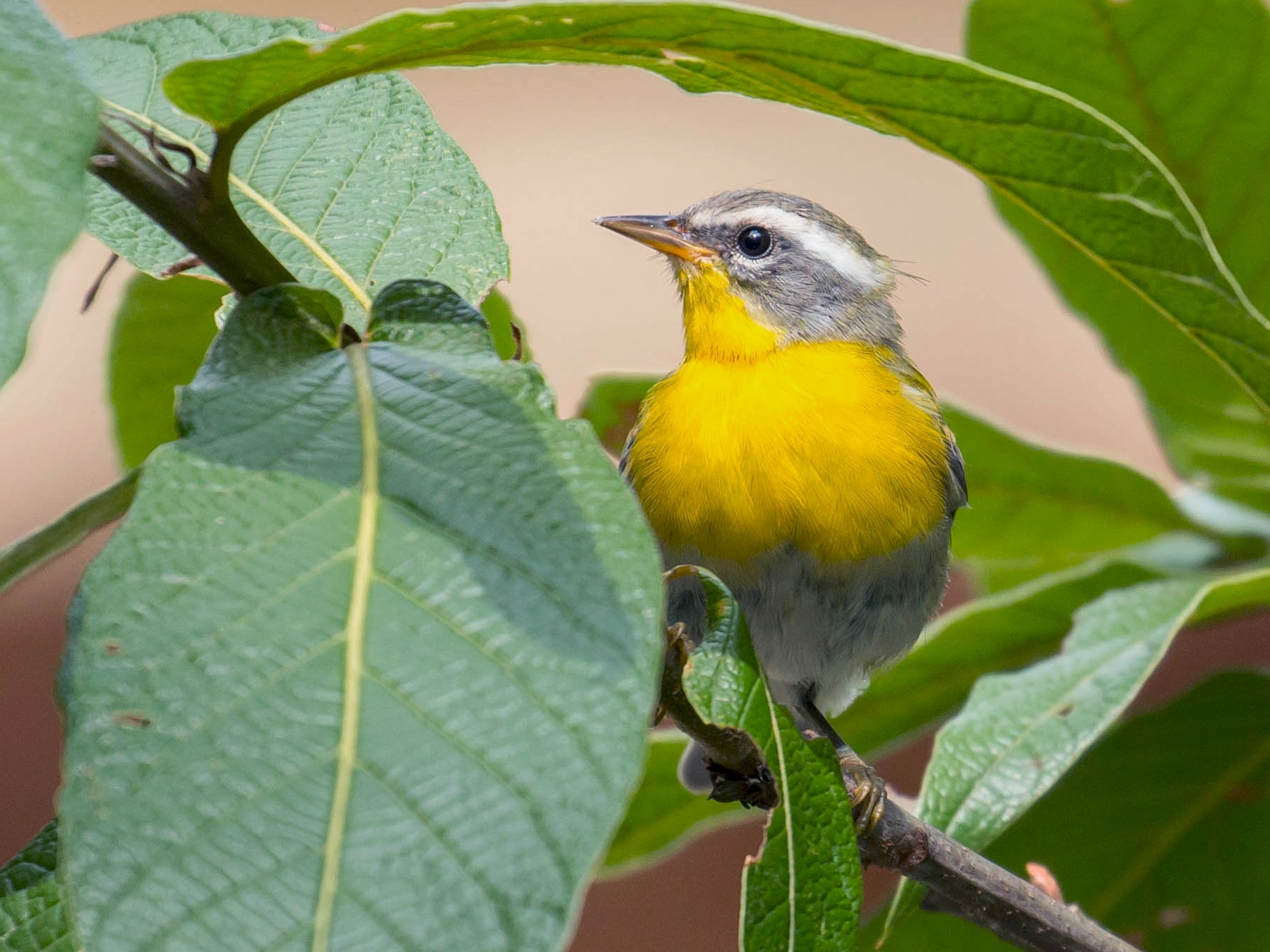 Crescent-chested Warbler - eBird
