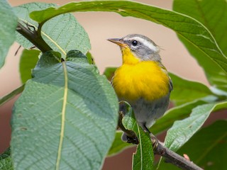 Crescent-chested Warbler - eBird