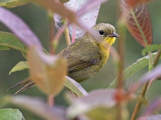 Hooded Yellowthroat - eBird