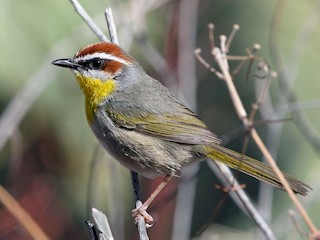 Rufous-capped Warbler - eBird
