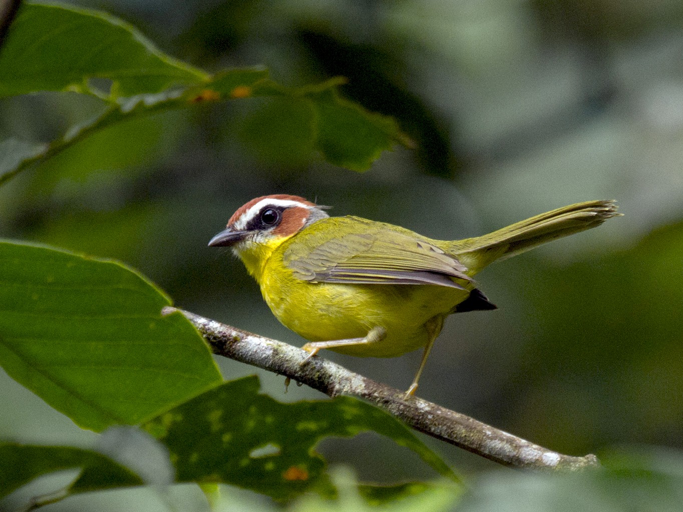 Chestnut-capped Warbler - eBird