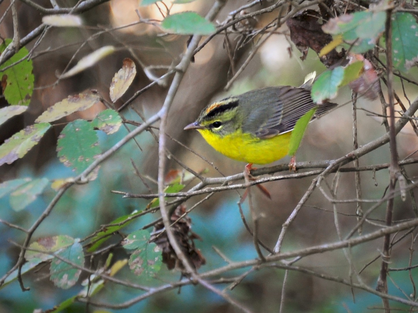 Golden-crowned Warbler - eBird