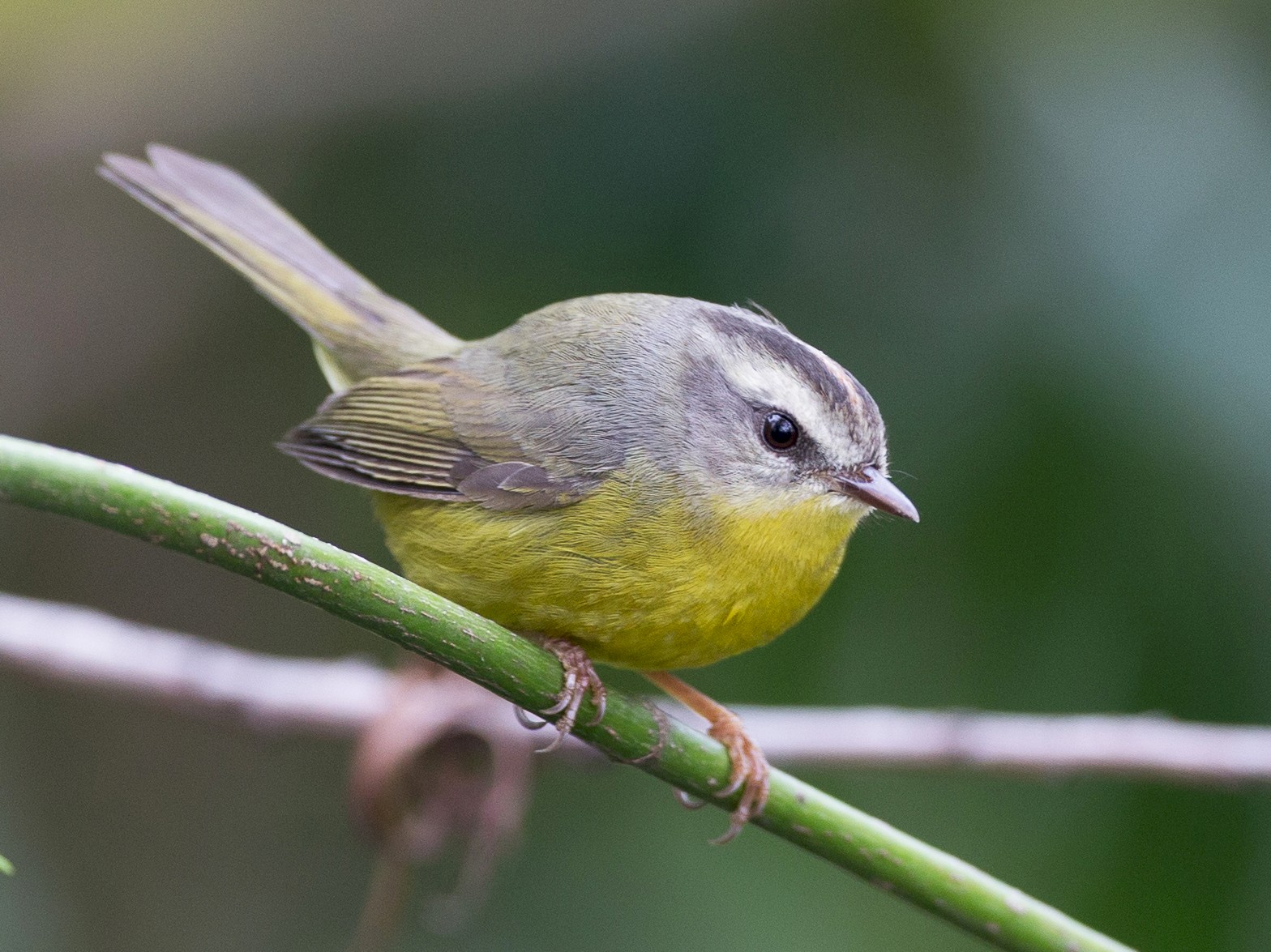 Golden-crowned Warbler - eBird