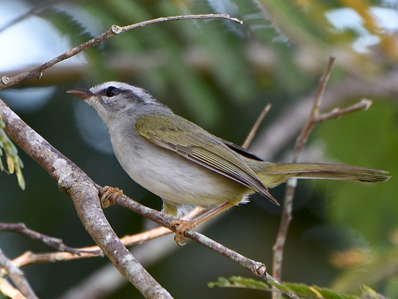 Golden-crowned Warbler - eBird