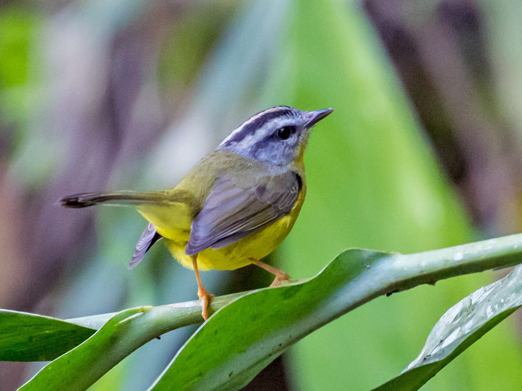 Golden-crowned Warbler - eBird