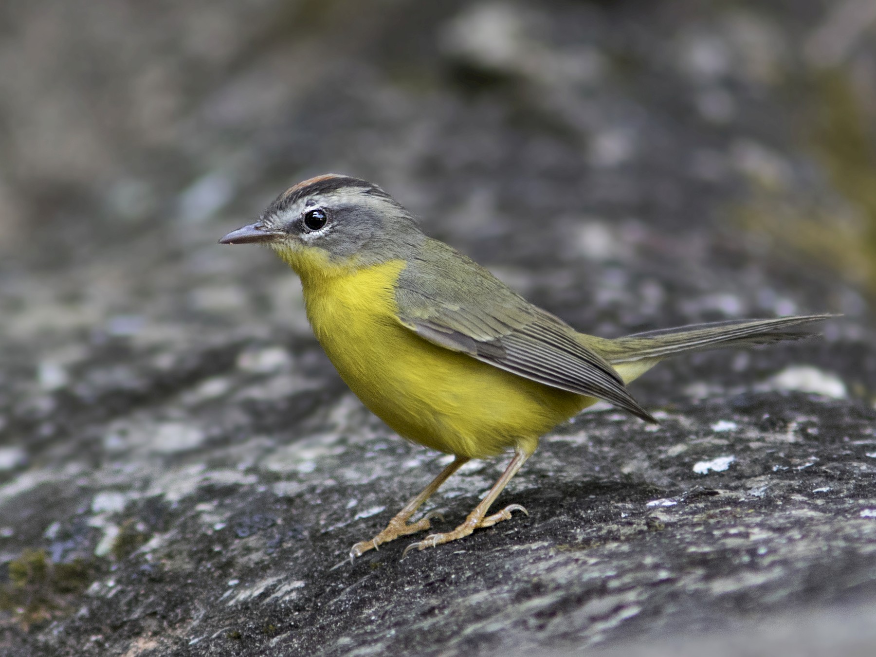 Golden-crowned Warbler - eBird