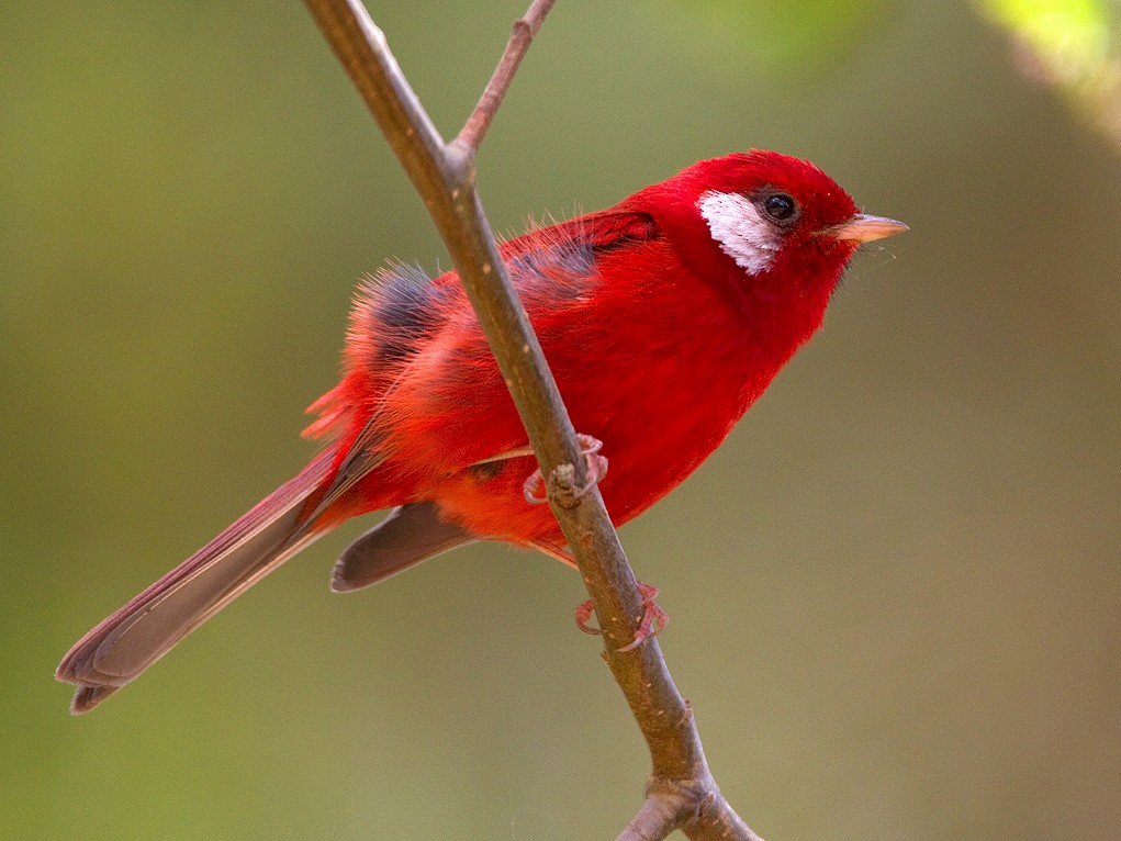 Red Warbler Bird