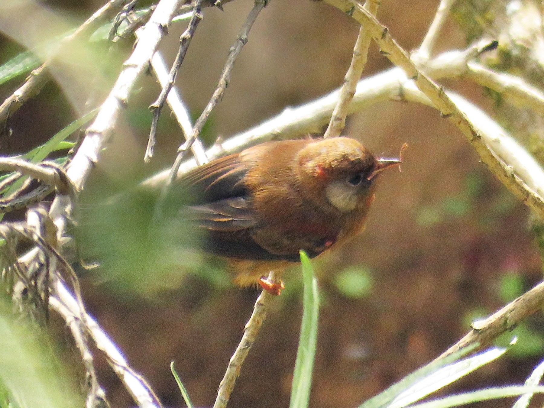 Red Warbler - eBird