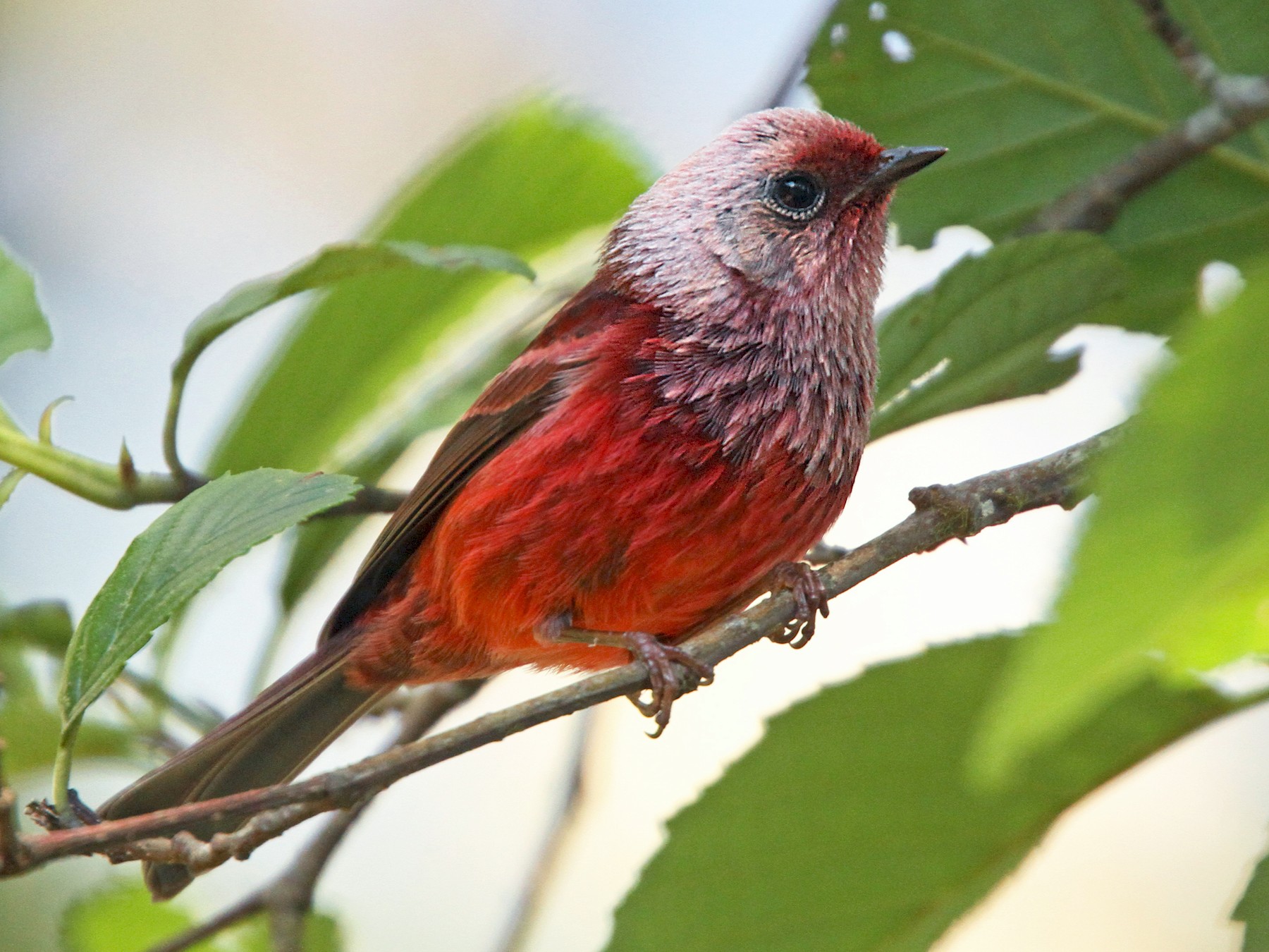 Pink-headed Warbler - eBird