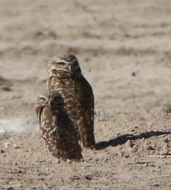 eBird Checklist - 1 Apr 2022 - South Pahrump Burrowing Owls - 1 species