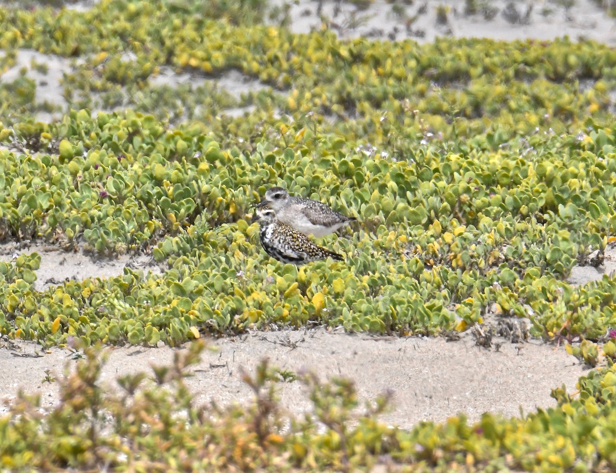 eBird Checklist - 1 Apr 2022 - Tijuana River mouth & beach - 38 species