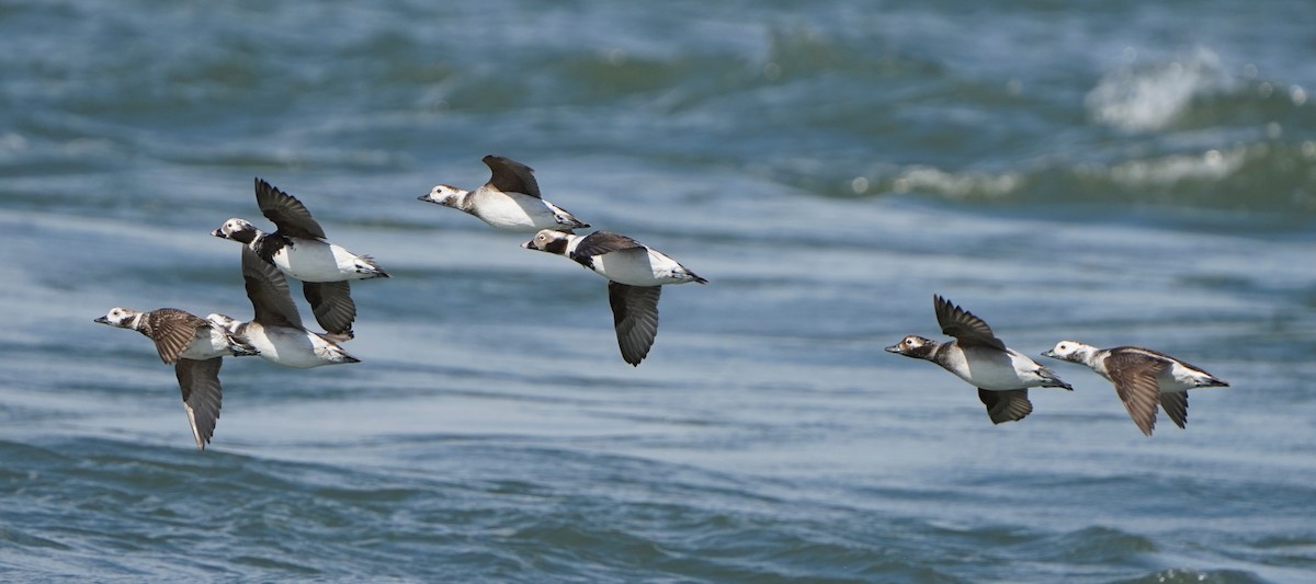 eBird Checklist - 1 Apr 2022 - Delaware Seashore State Park @ Indian ...
