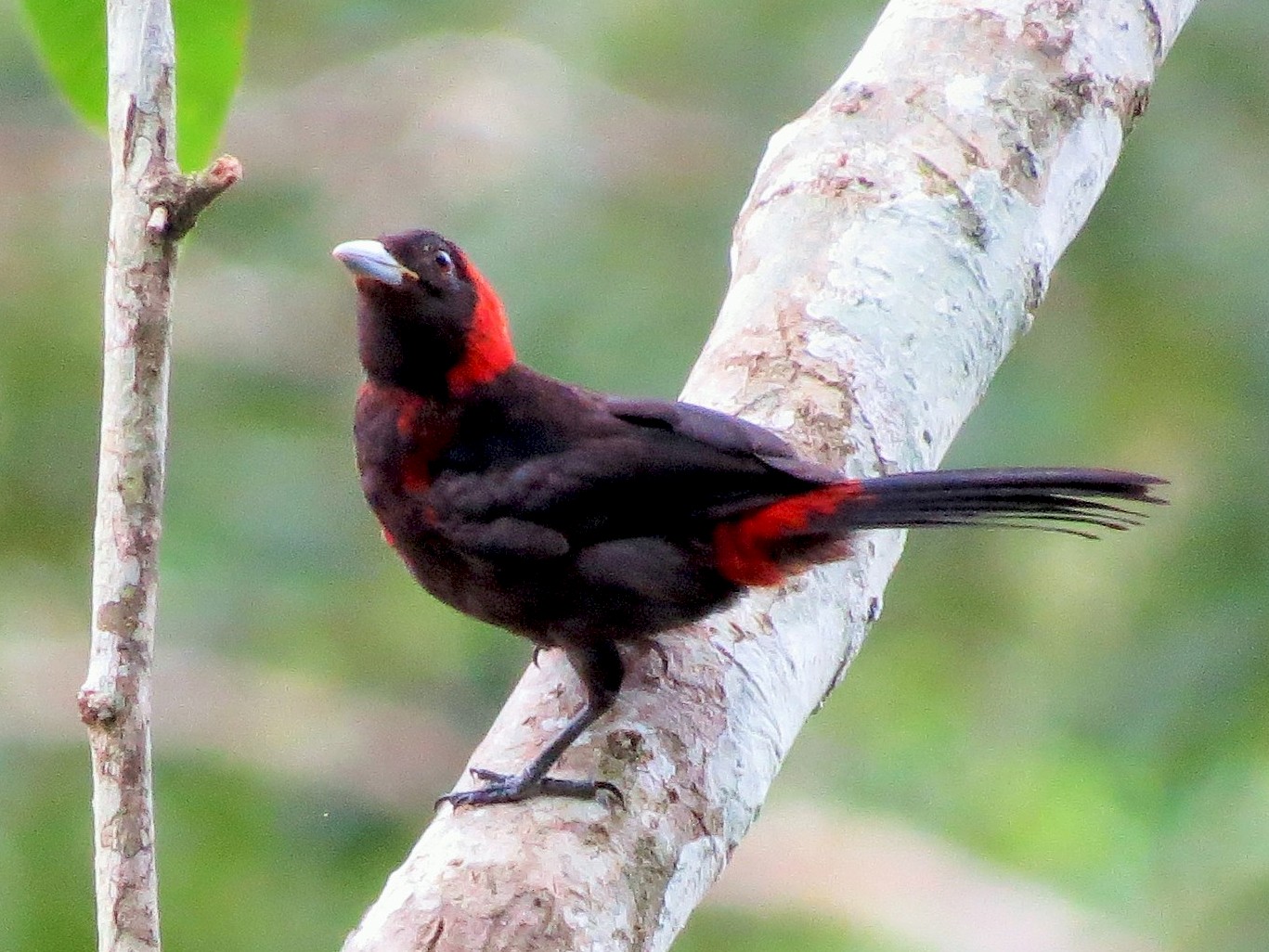 Crimson-collared Tanager - eBird