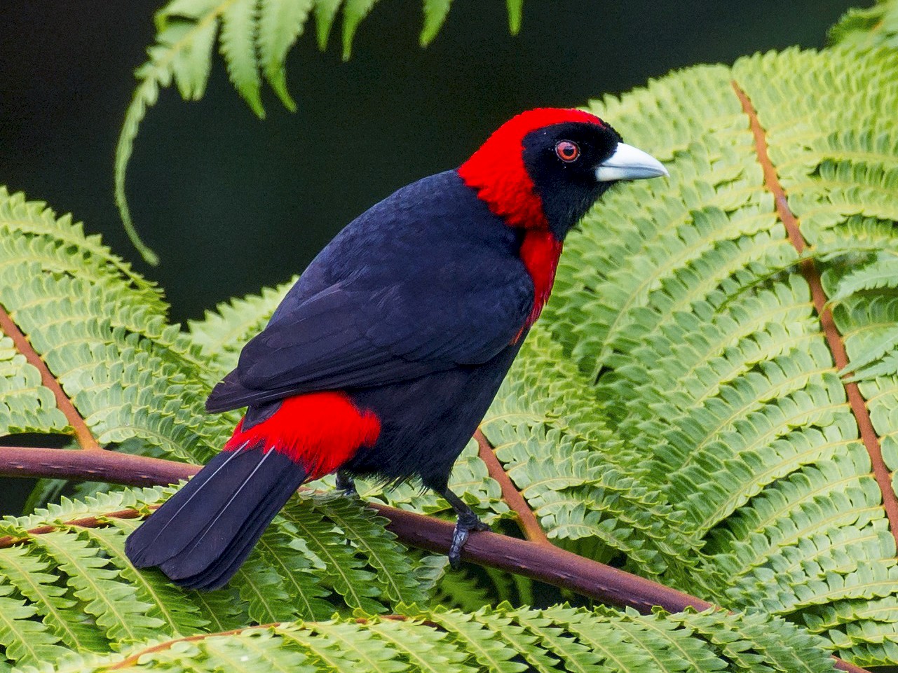 Tangara Rojinegra - eBird
