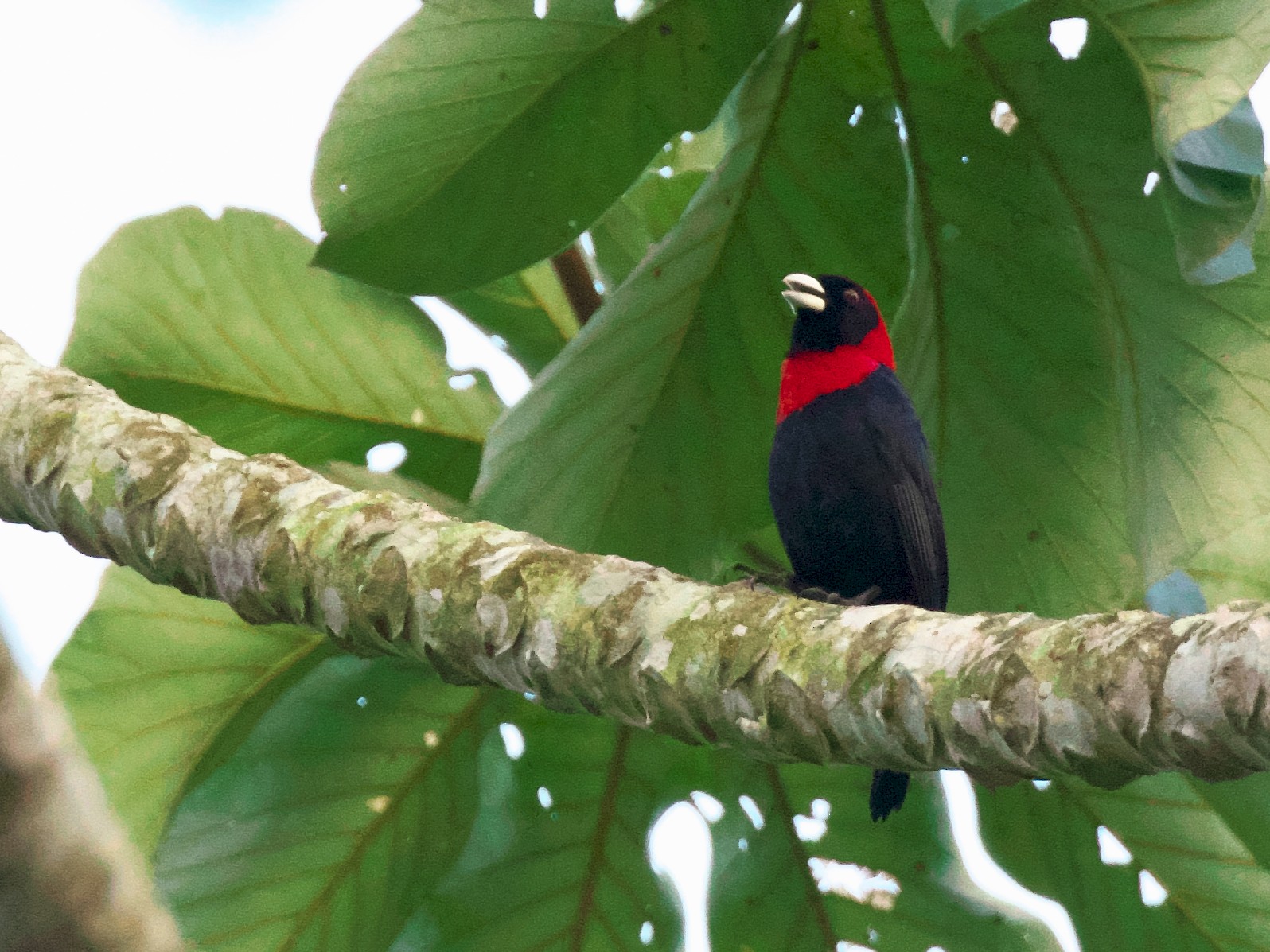 Crimson-collared Tanager - eBird