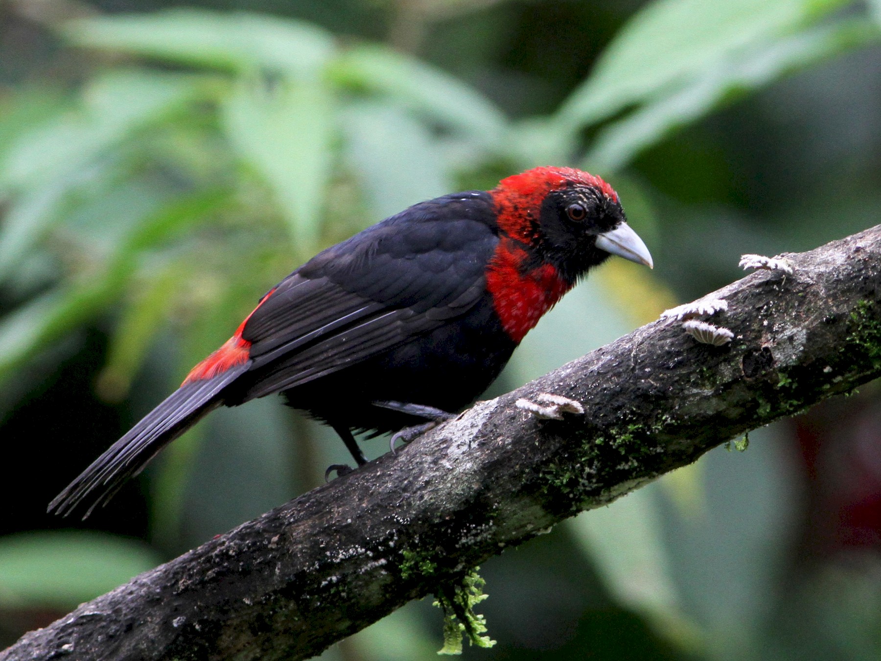 Crimson-collared Tanager - eBird