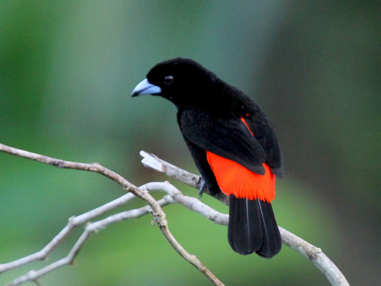 Scarlet-rumped Tanager (Passerini's) - eBird