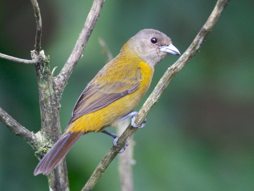 Scarlet-rumped Tanager - eBird