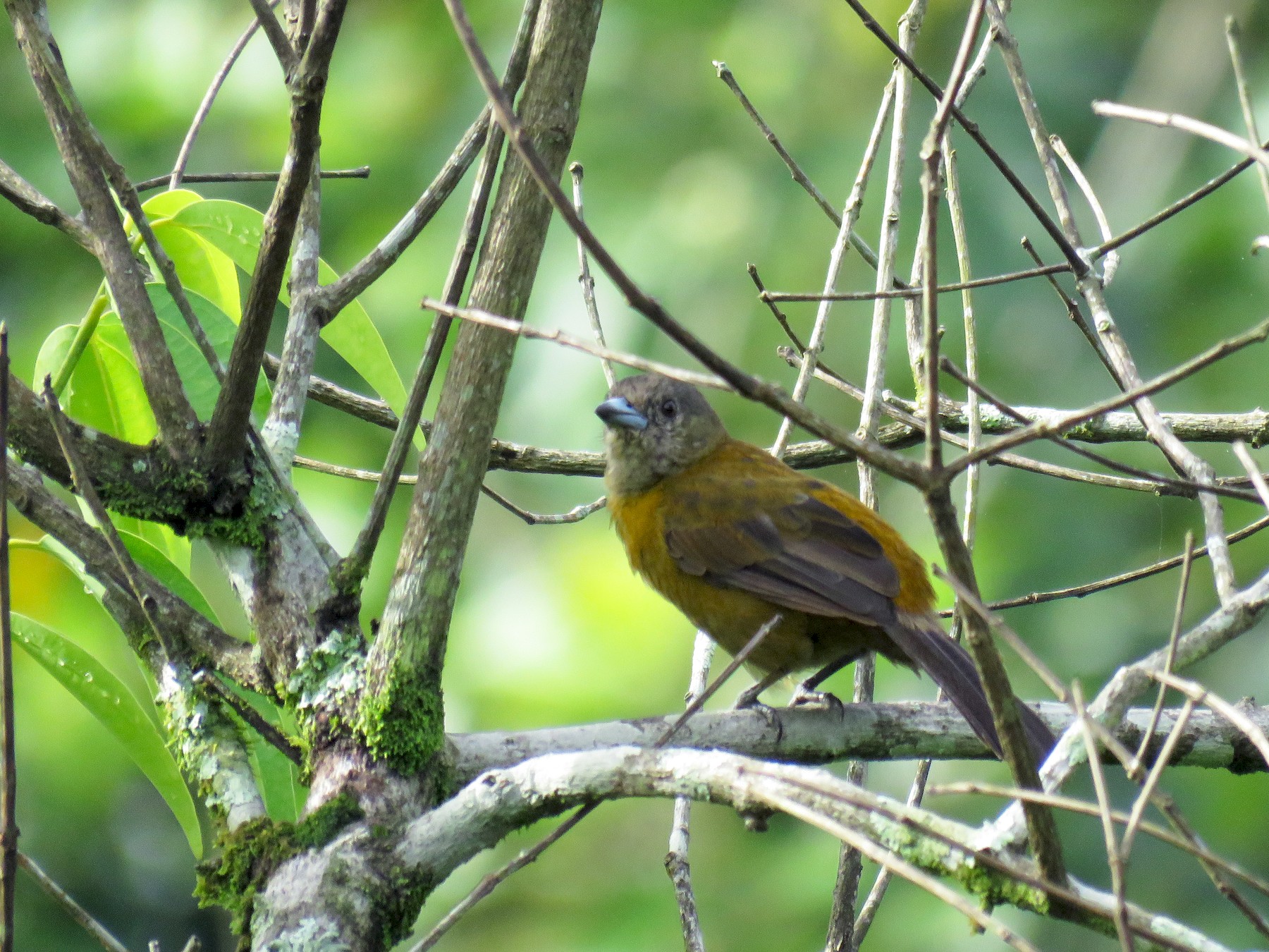Scarlet-rumped Tanager - eBird