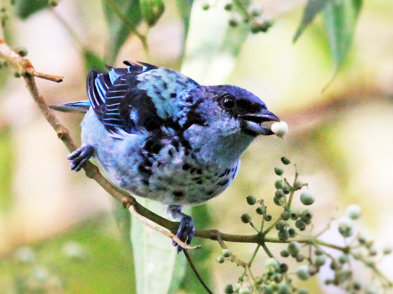 Azure-rumped Tanager - eBird