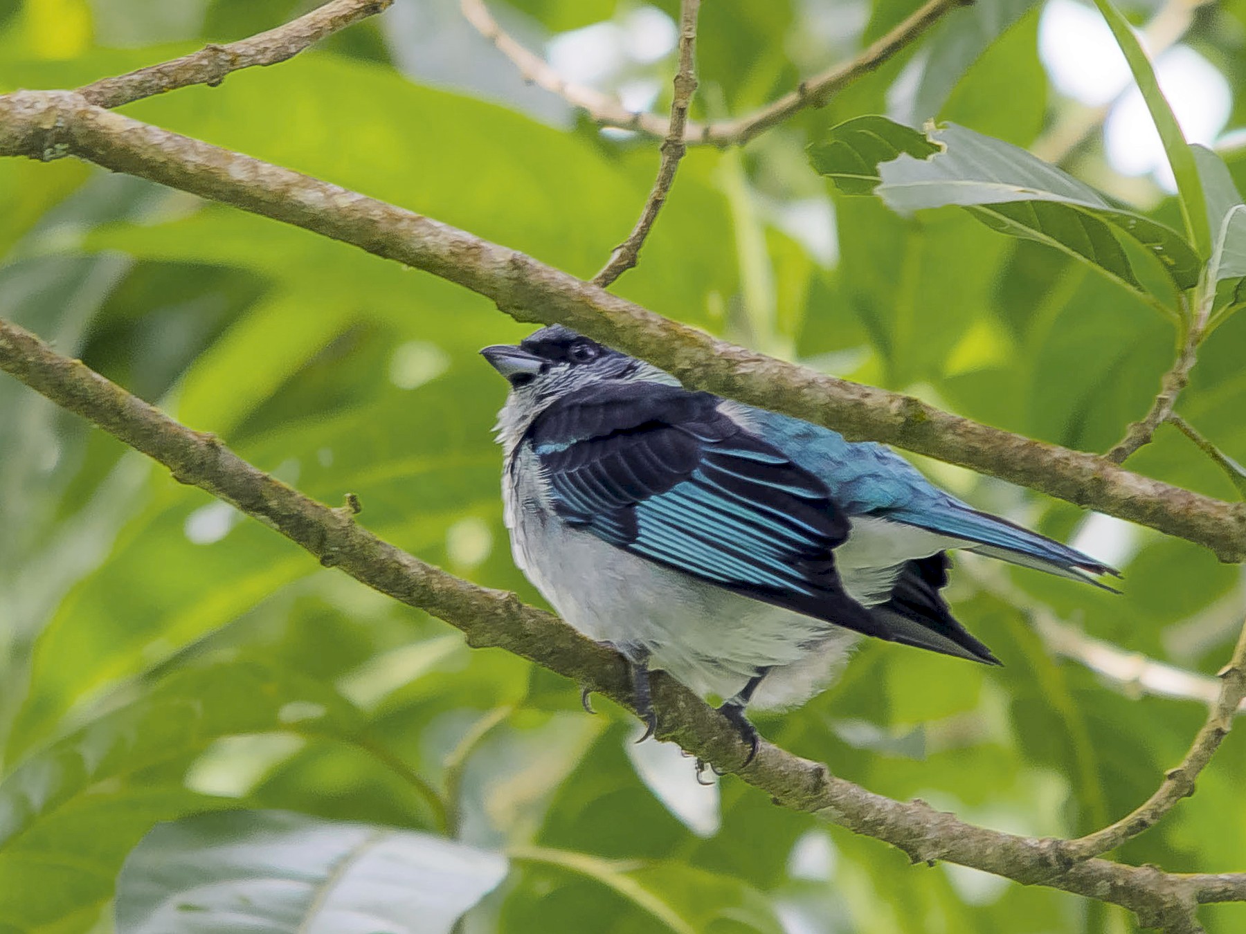 Azure-rumped Tanager - eBird