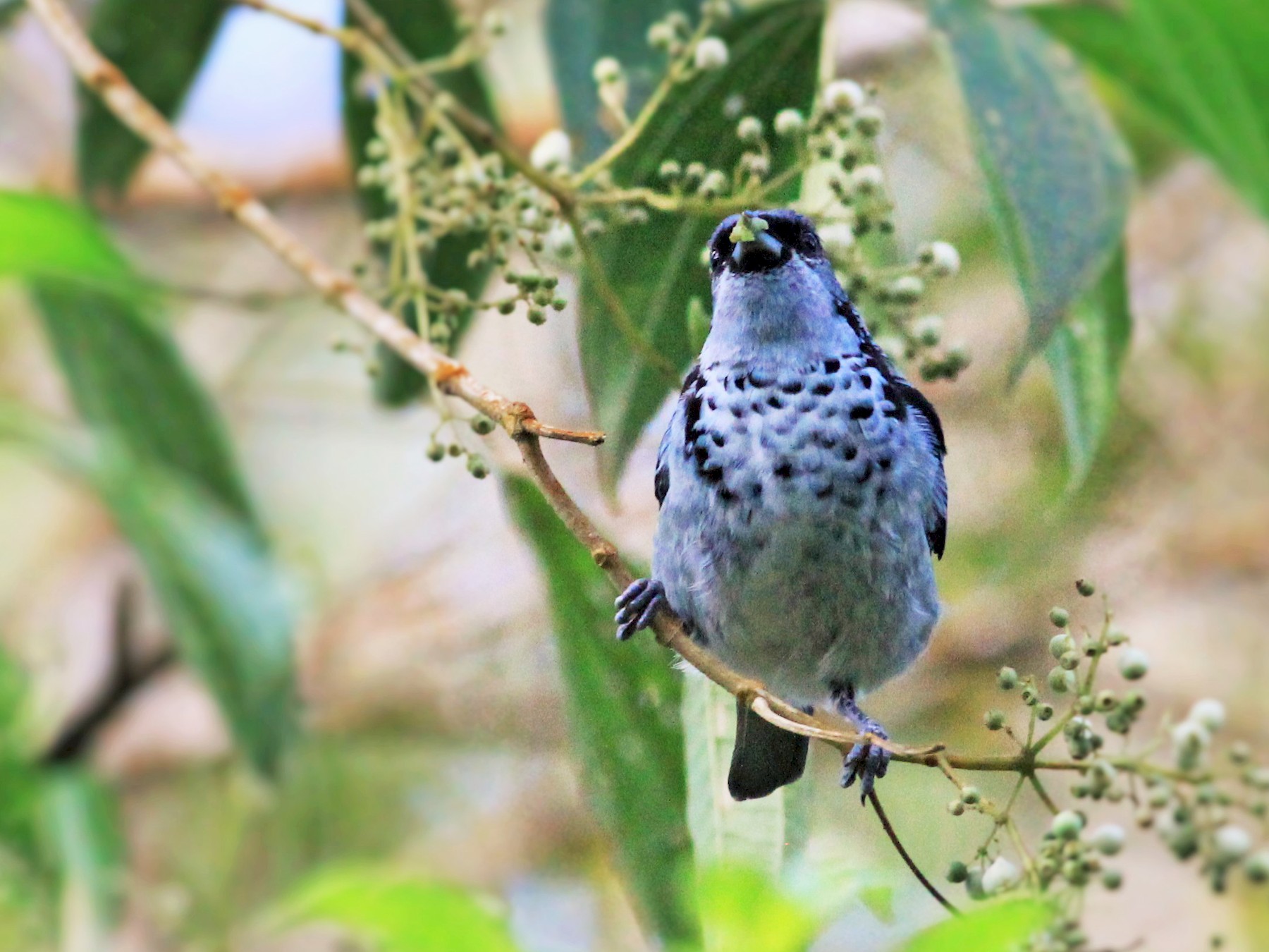 Azure-rumped Tanager - eBird