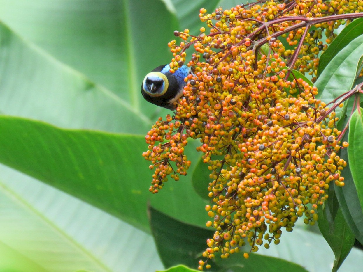Golden-hooded Tanager - eBird
