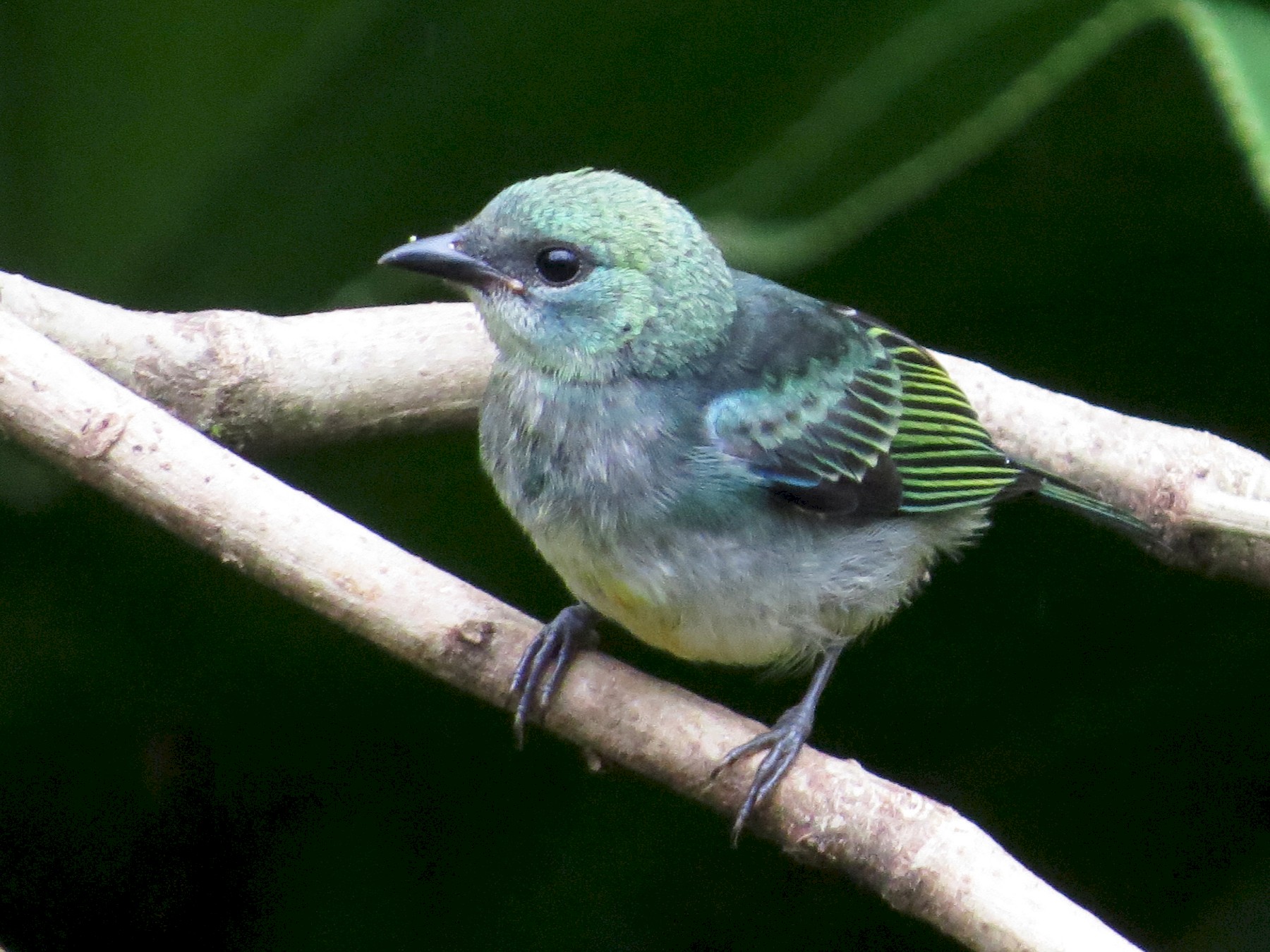 Golden-hooded Tanager - eBird