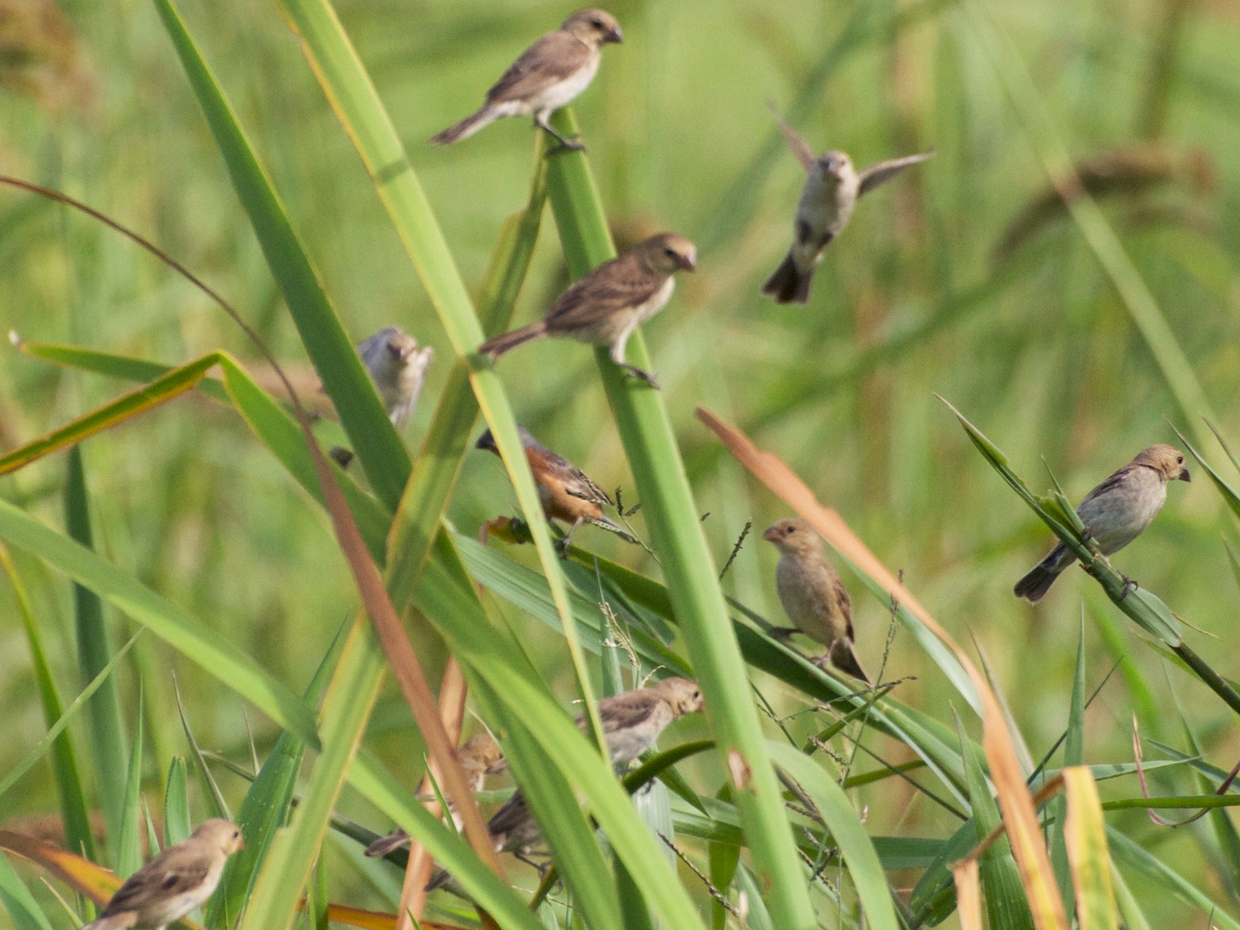 Semillero pechirrufo - eBird