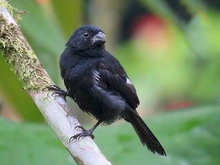 Variable Seedeater - Sporophila corvina - Birds of the World