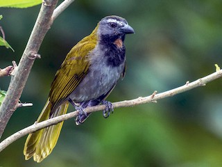 Buff-throated Saltator - Saltator maximus - Birds of the World