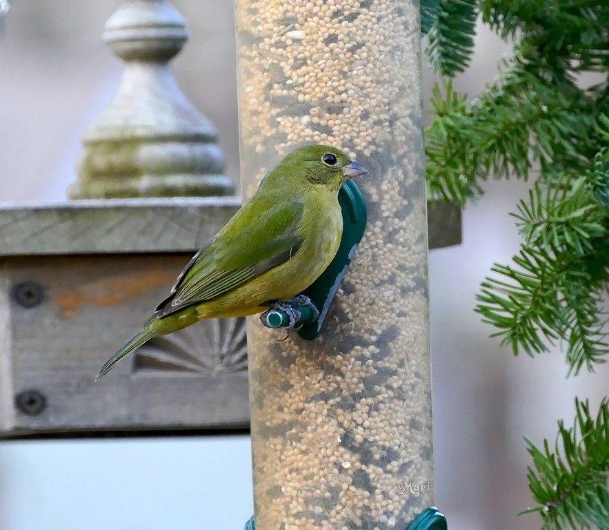 eBird Checklist - 21 Dec 2016 - Mastic, Home - 14 species