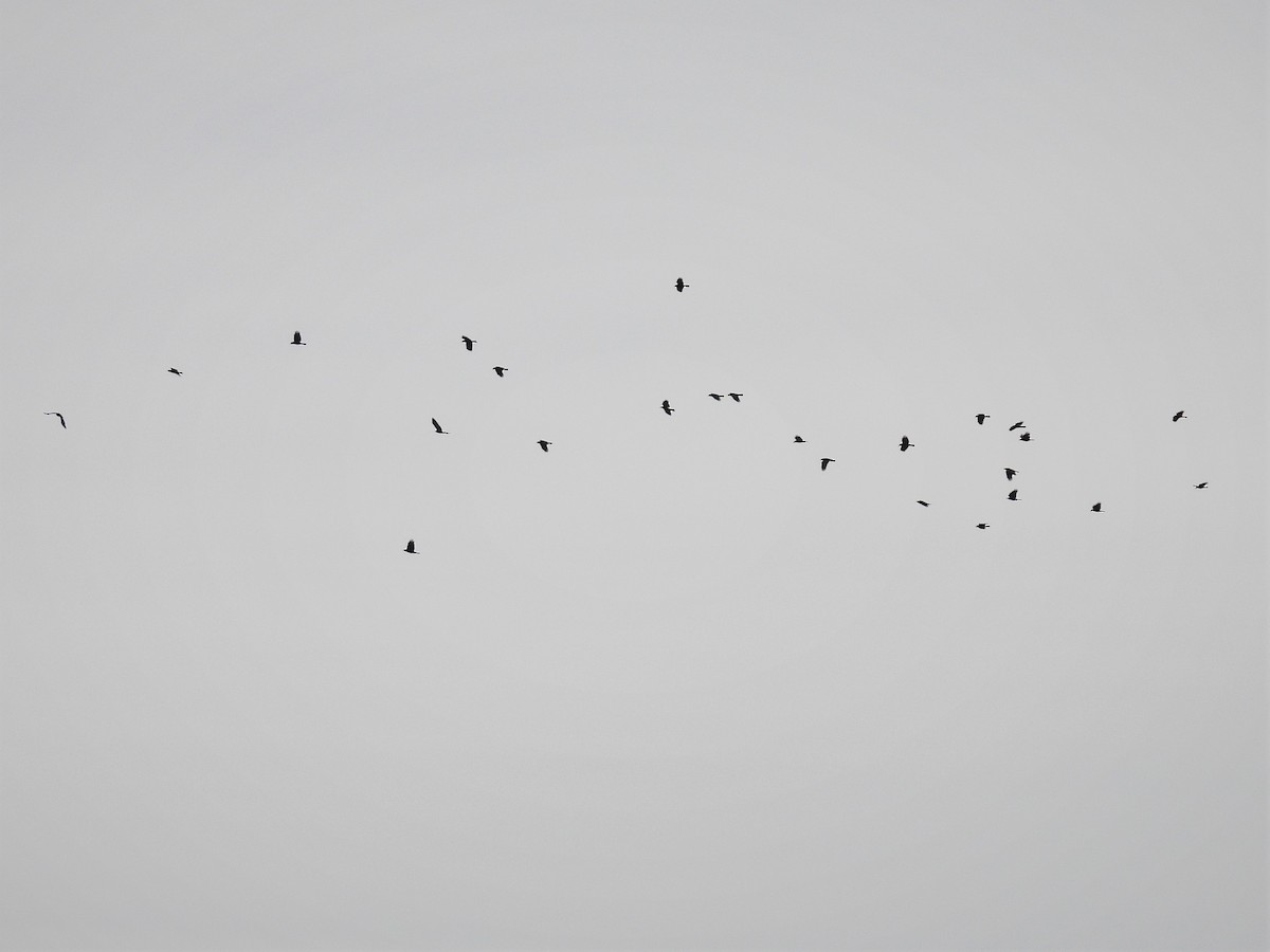 eBird Checklist - 2 Apr 2022 - Oakville--Bronte Harbour - 1 species