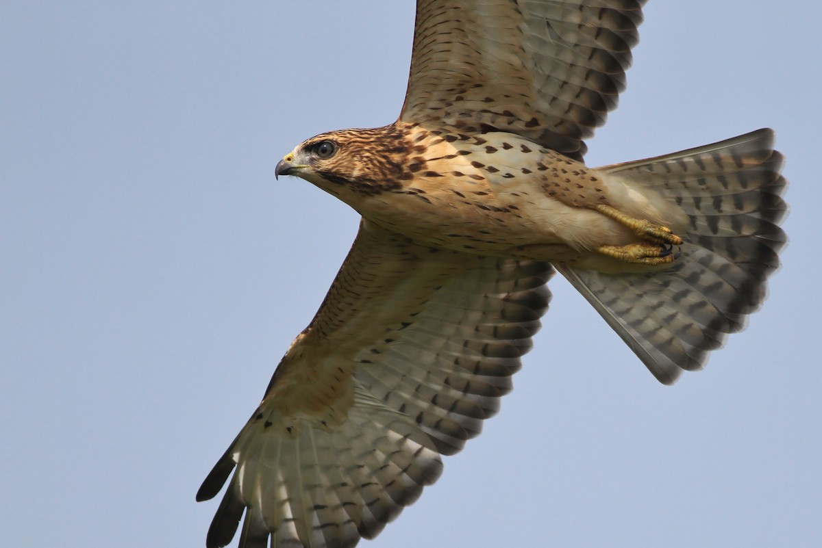 Win a free spot in the Cornell Lab’s raptor identification course - Minnesota eBird