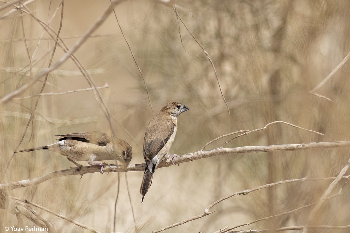 Israel Breeding Bird Atlas Checklist - 30 Mar 2022 - Wadi Shaalav נחל ...