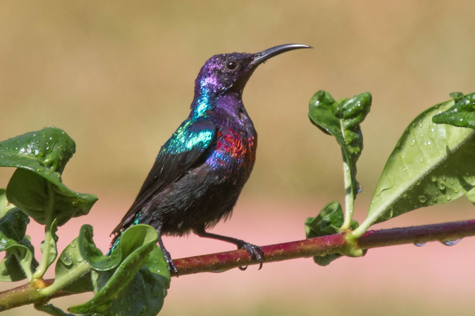 Splendid Sunbird - eBird