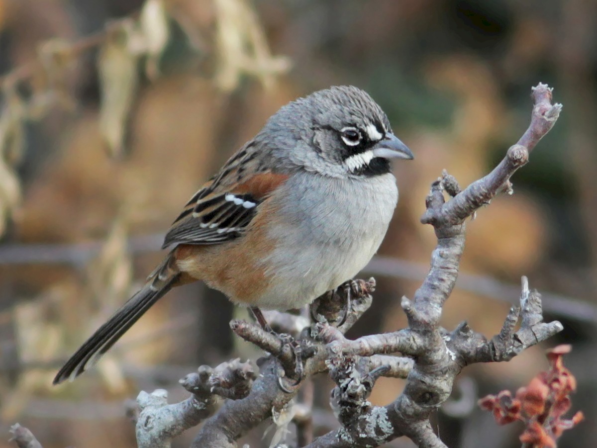 Bridled Sparrow - Peucaea mystacalis - Birds of the World