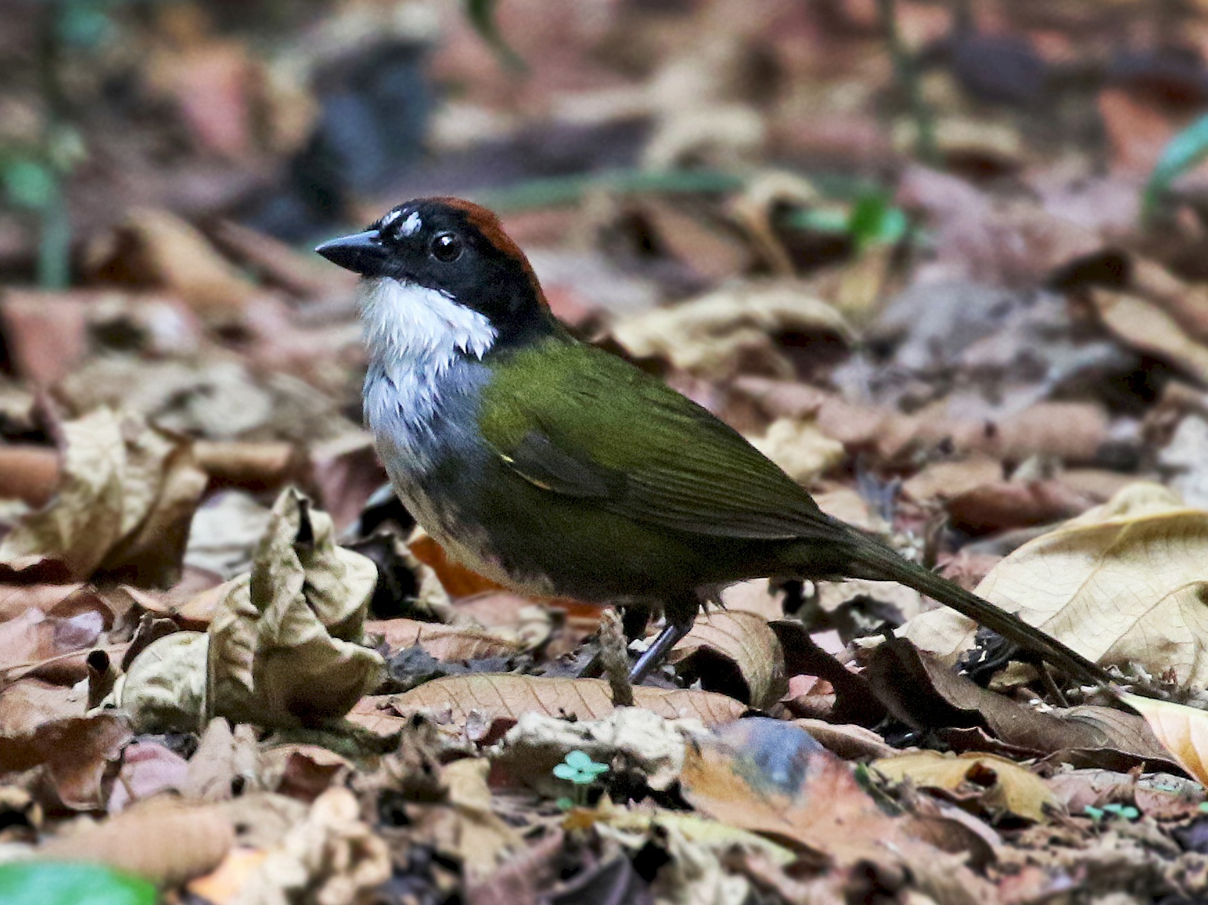 Chestnut-capped Brushfinch - eBird