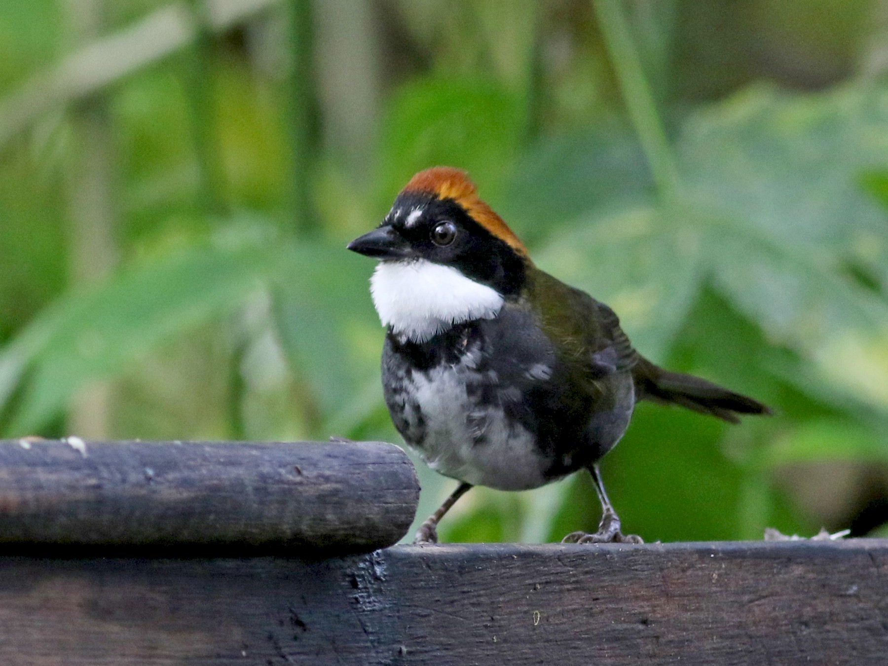 Chestnut-capped Brushfinch - eBird