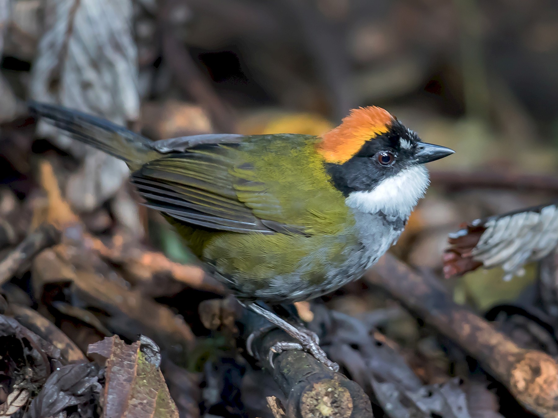 Chestnut-capped Brushfinch - eBird