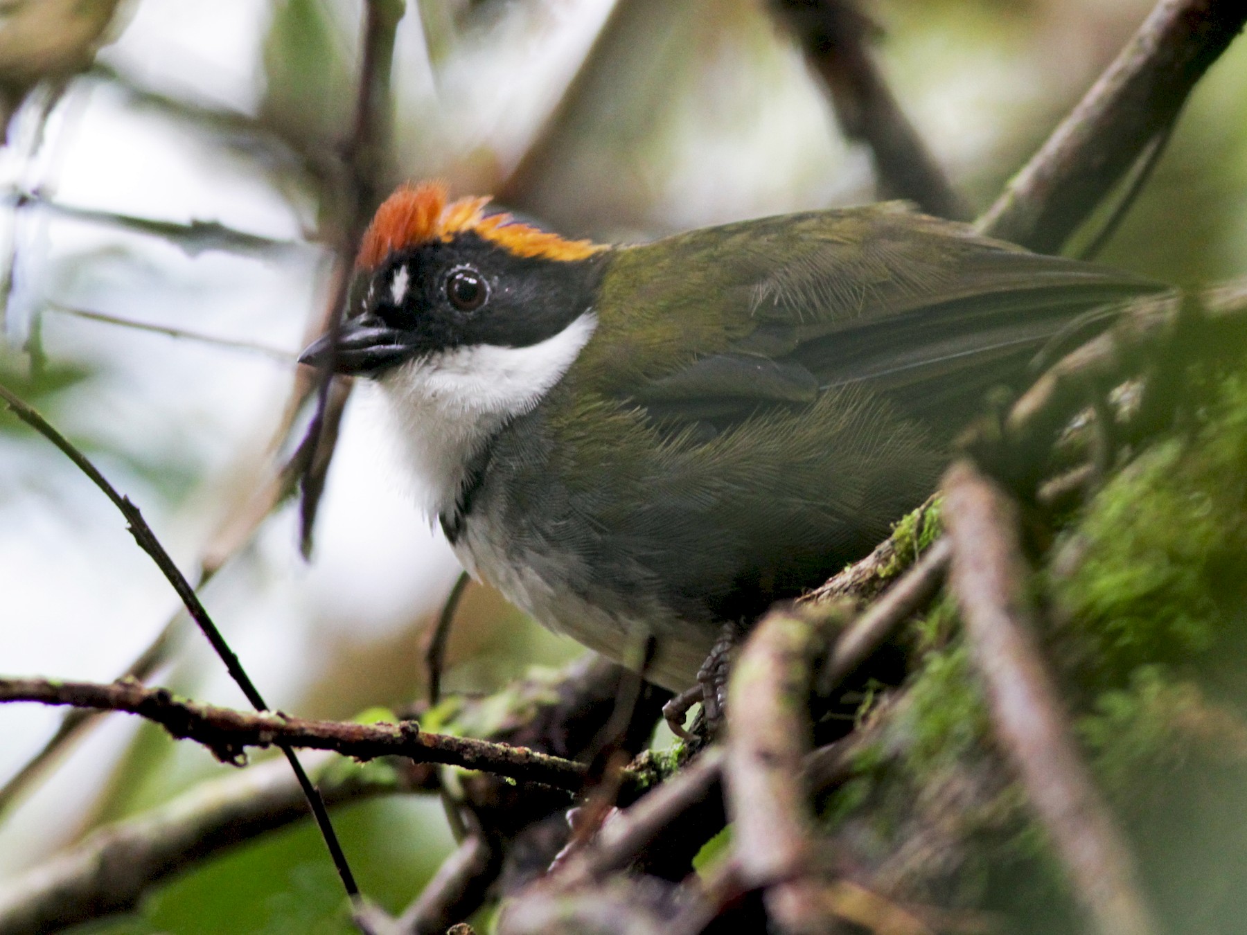 Chestnut-capped Brushfinch - eBird
