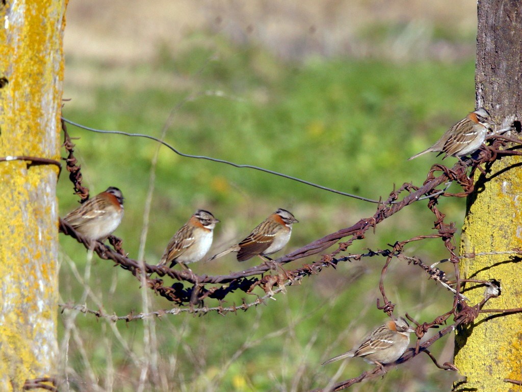 Chingolo Común - eBird
